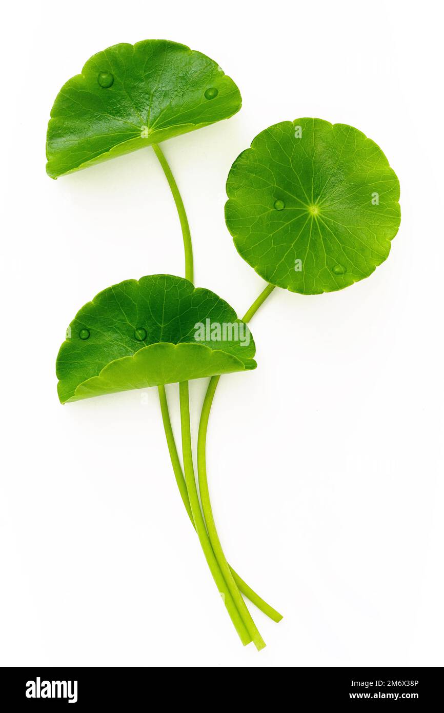 Close up centella asiatica leaves with rain drop isolated on white ...