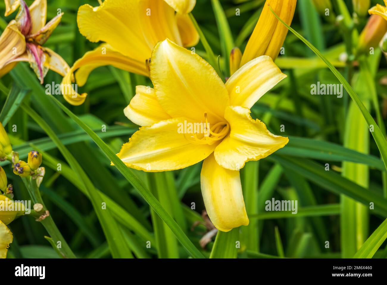 A yellow daylily flower, latin name Hemerocallis lilioasphodelus, at ...