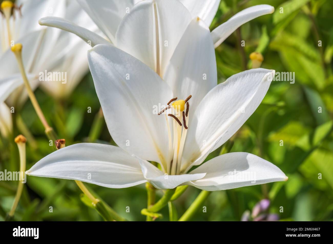 White lily flowers , Lilium candidum, the Madonna lily. Lily flower and ...