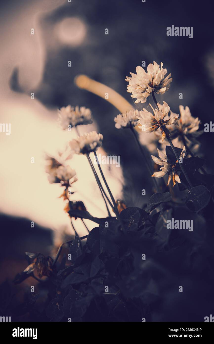 a walk around glenn innes Stock Photo - Alamy