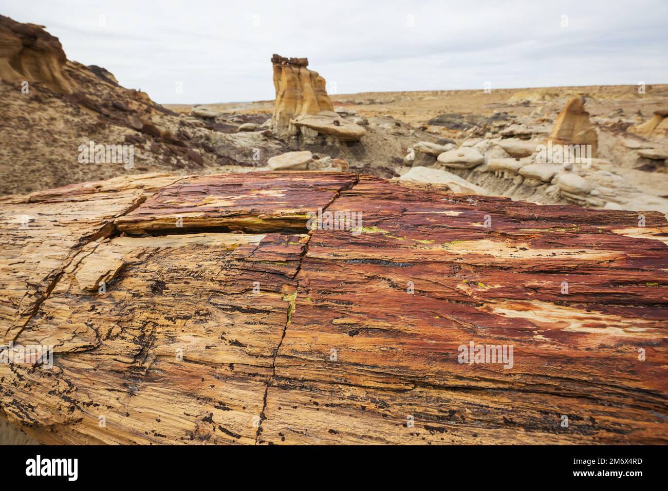 American petrified forest hi-res stock photography and images - Alamy