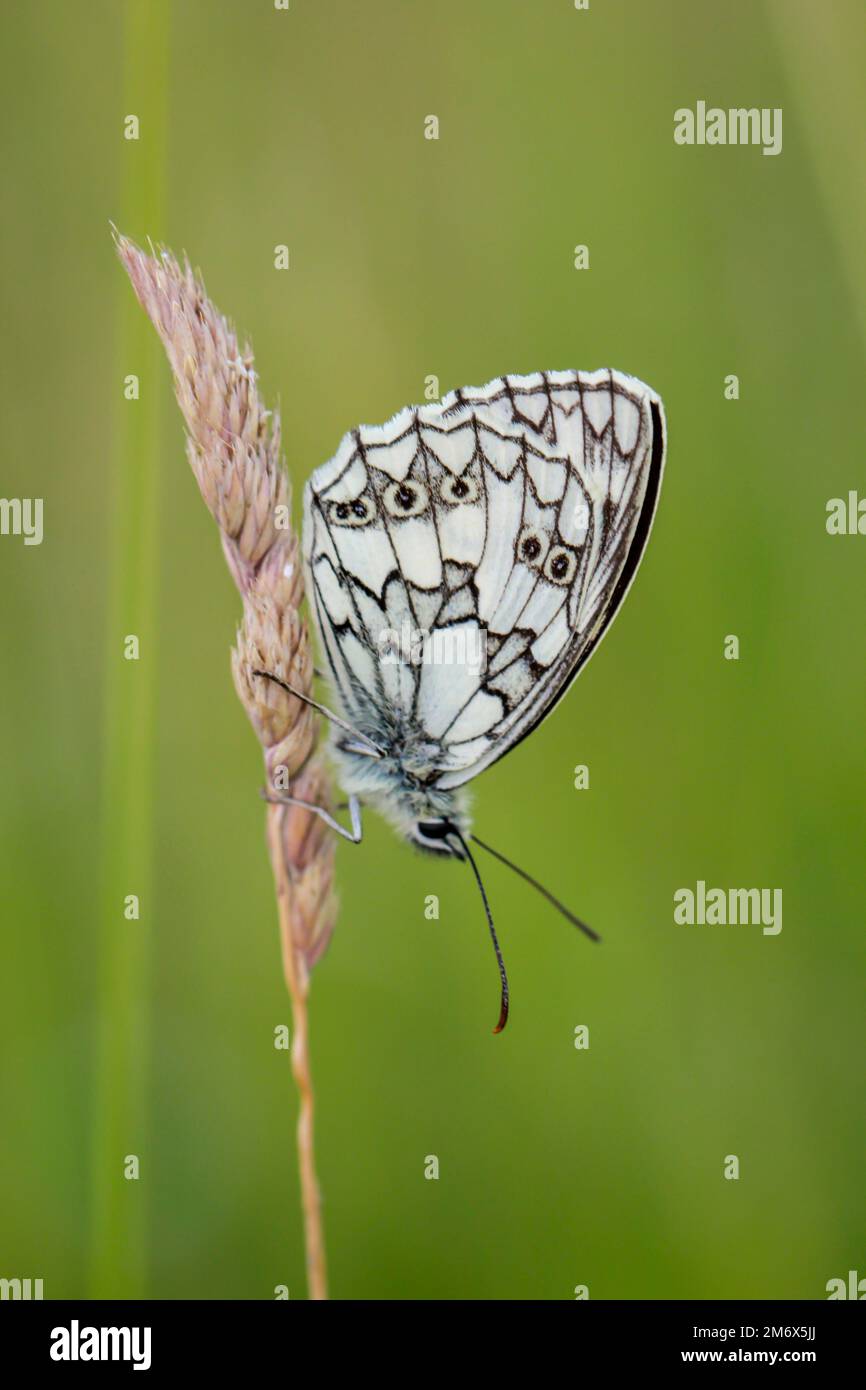 A checkerboard butterfly on a grass plant in a meadow Stock Photo - Alamy