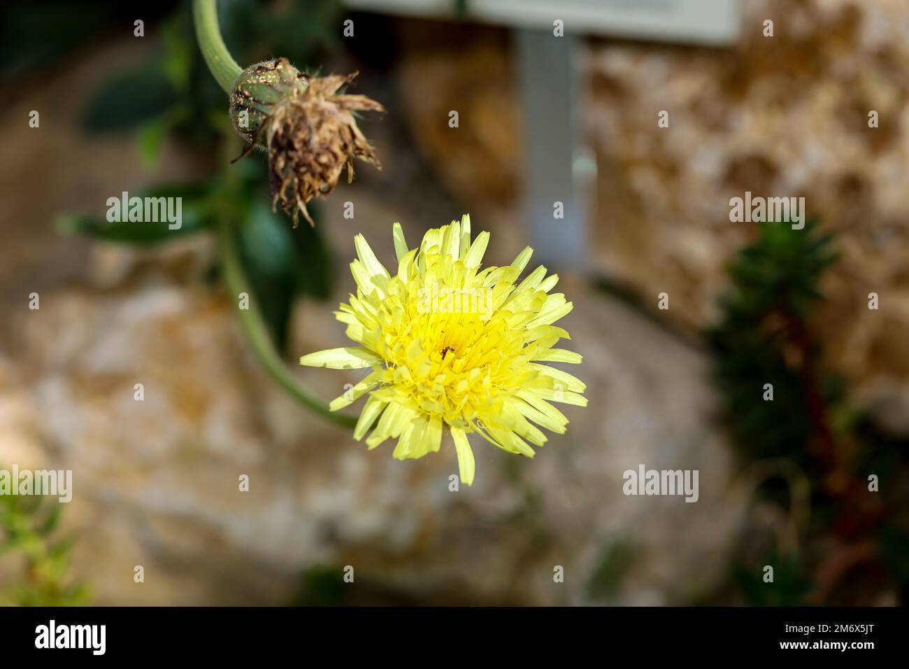 The flower of a soft-haired sulphur seed (Urospermum dalechampii). They ...