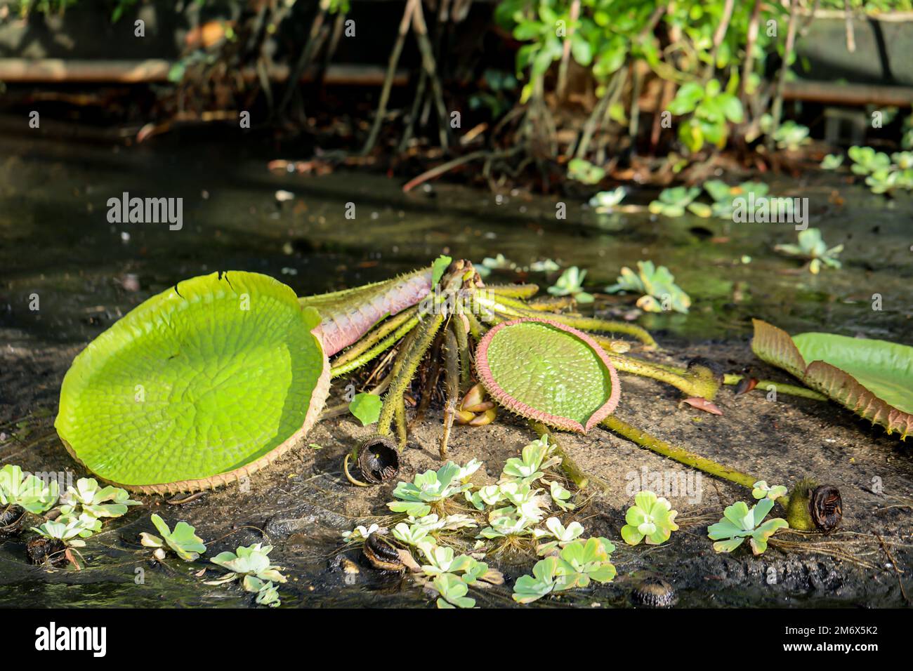 The leaves of the giant water lily (Victoria cruziana) in a pool that ...