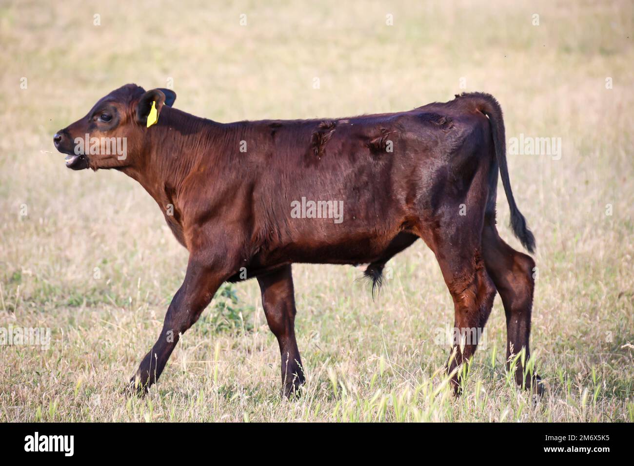 Muscle cow hi-res stock photography and images - Alamy