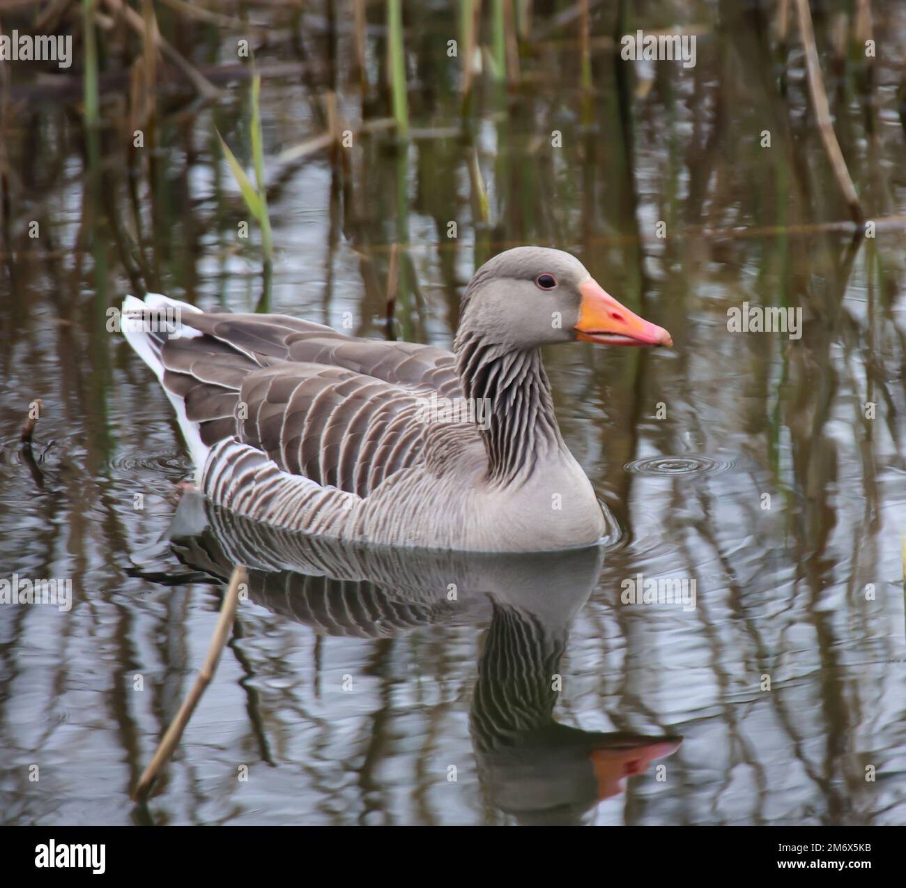 Goosebird hi-res stock photography and images - Alamy