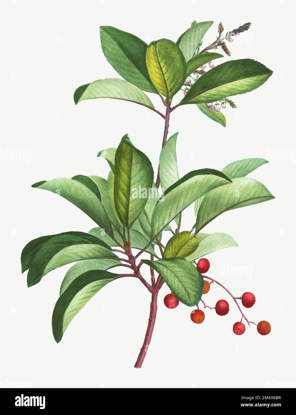 Vintage arbutus andrachne tree vector Stock Vector Image & Art - Alamy