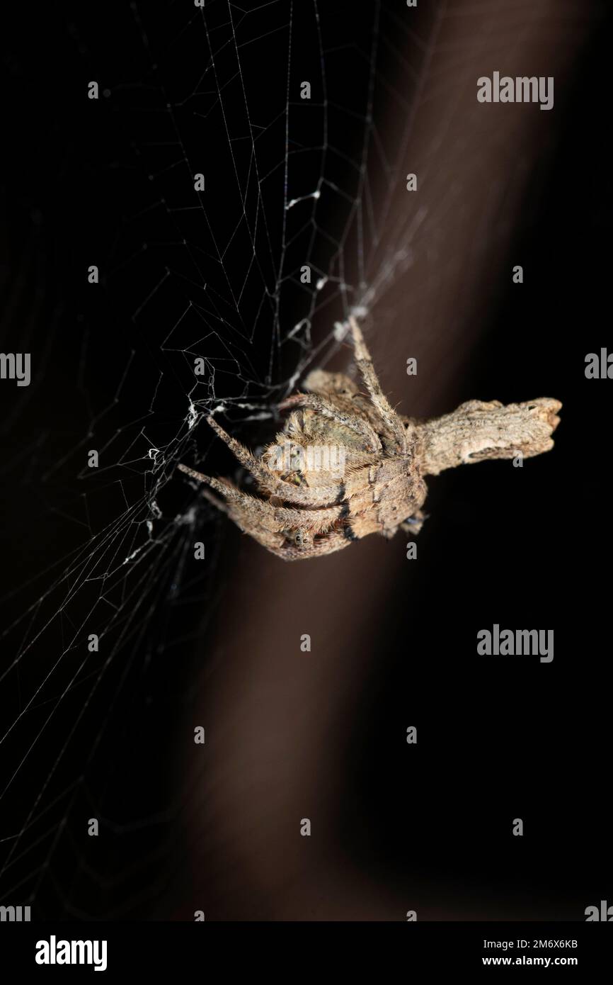 Closeup Tree stump spider, Poltys columnaris, Satara, Maharashtra ...