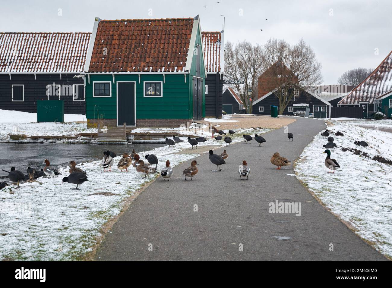 Winter landscape netherlands duck hi-res stock photography and images ...