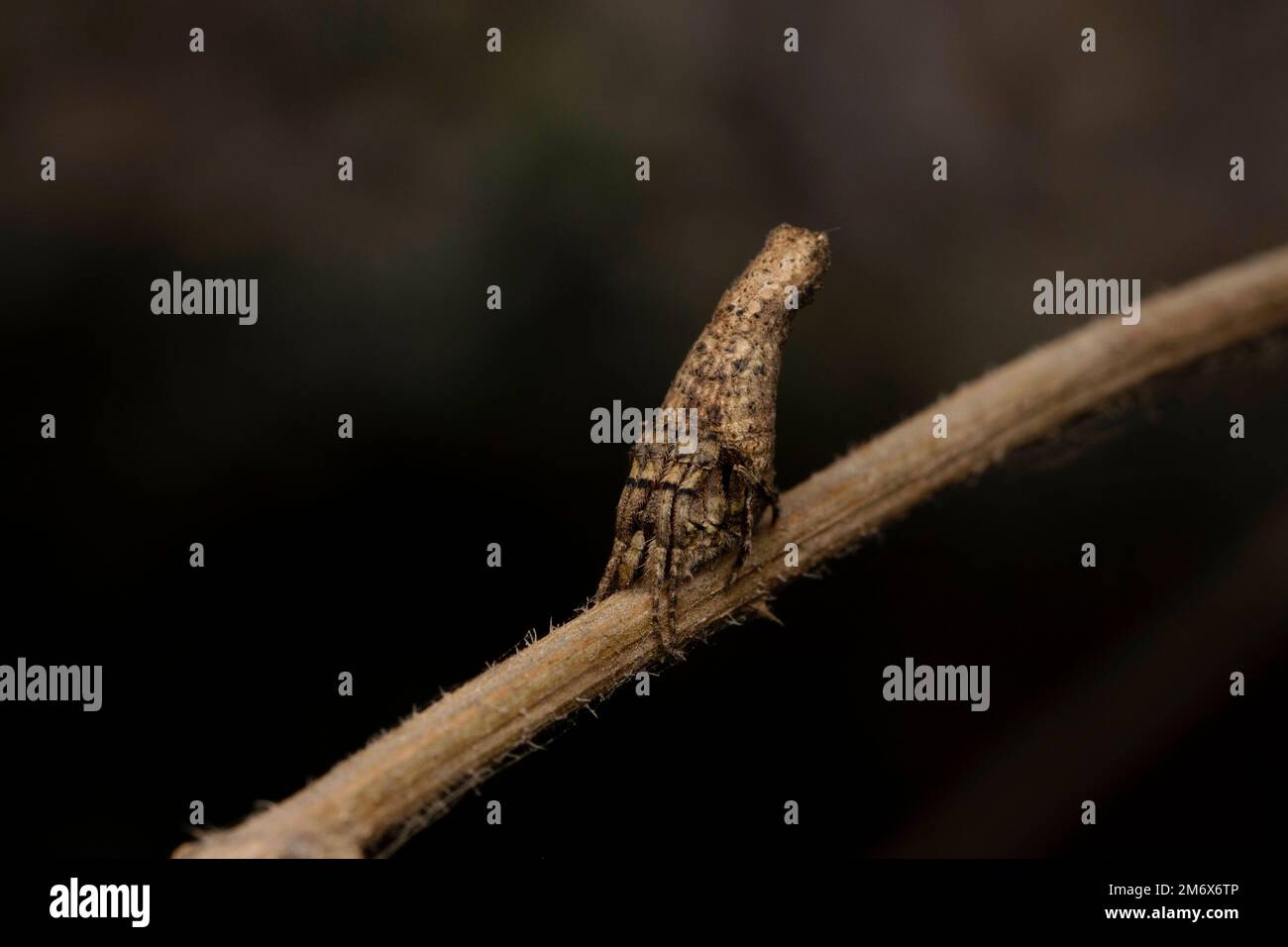 Caterpillars of maharashtra hi-res stock photography and images - Alamy
