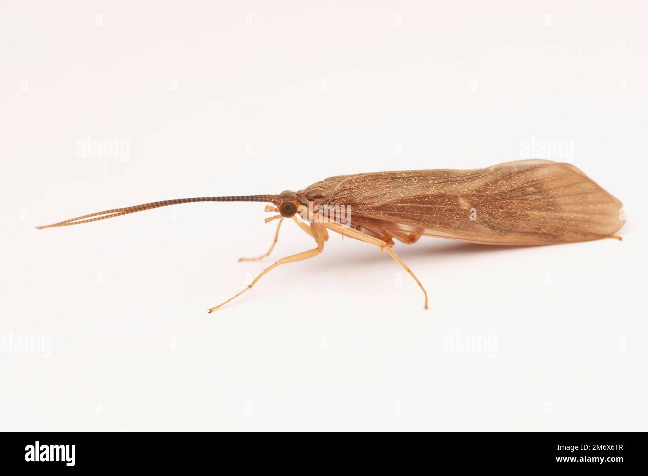 Caddisfly, Hydropsyche pelluidula, Satara, Maharashtra, India Stock ...
