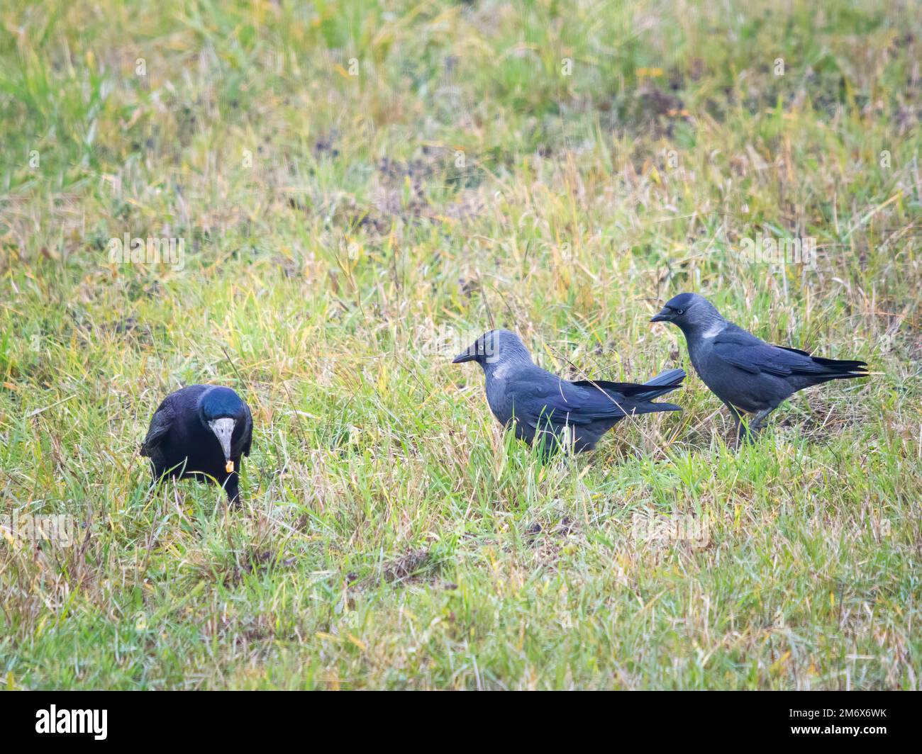 Raven on the grass envy of food and angry looks Stock Photo - Alamy