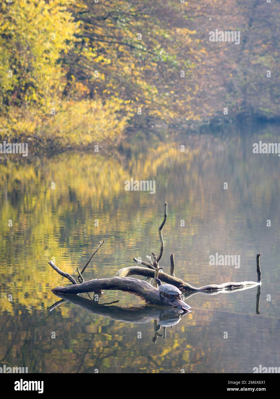 Old log in water hi-res stock photography and images - Alamy