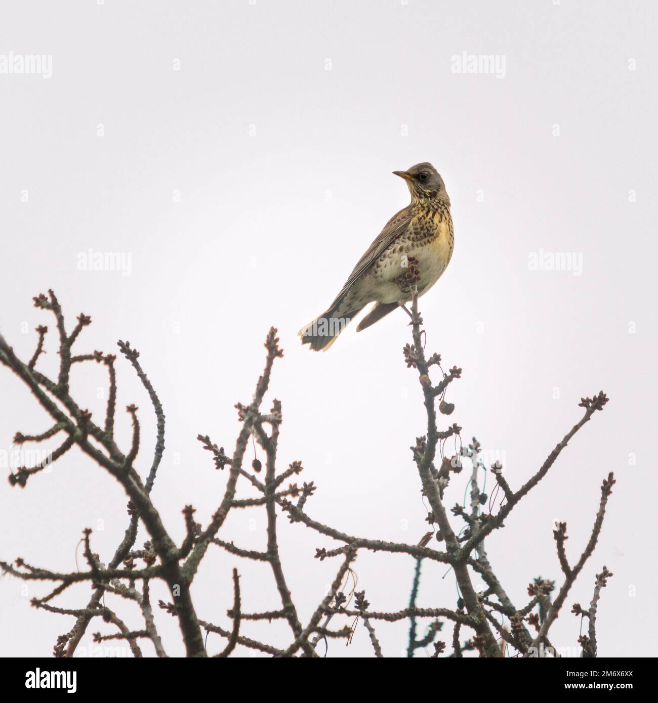 Tree thrush hi-res stock photography and images - Alamy