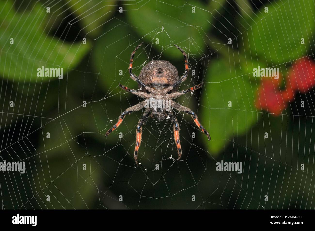 Ventral of Ball like orb weaver, Poltys spectabilis, Satara ...