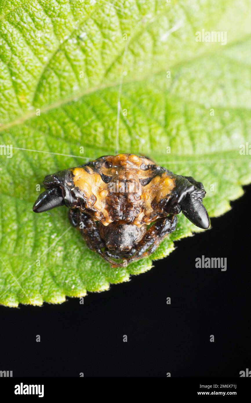Bird dung mimic spider, Pasilobus kotigeharus, Satara, Maharashtra ...