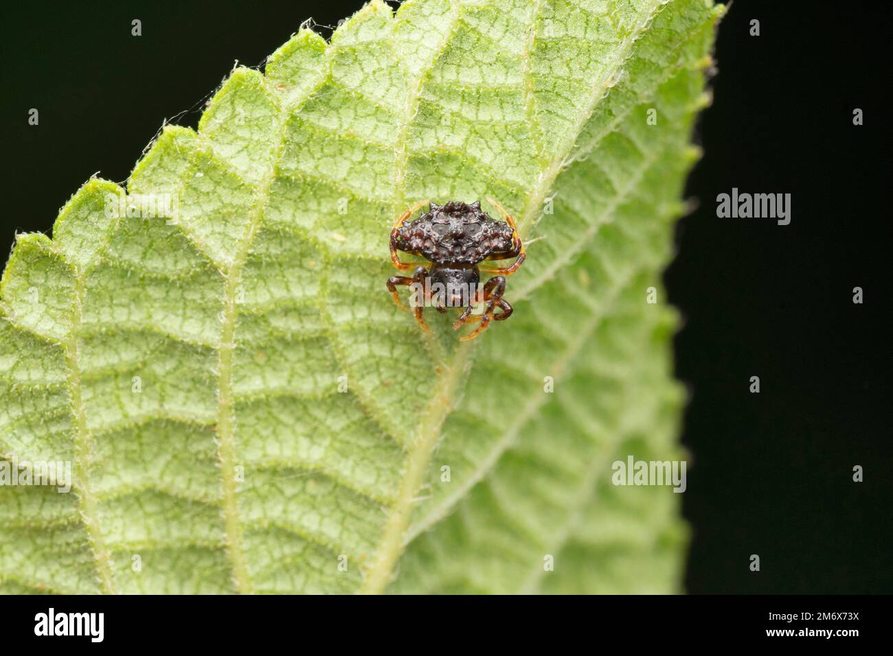 Black varient of Bird dung mimic spider, Pasilobus kothigarus, Satara ...
