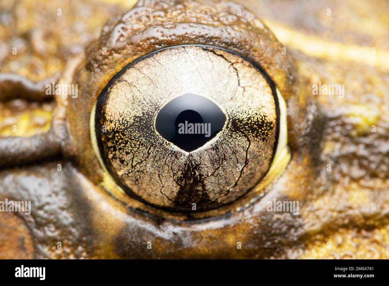 Extreme closeup of bull frog eye, Haplobatrachus tigerinus, Stara ...