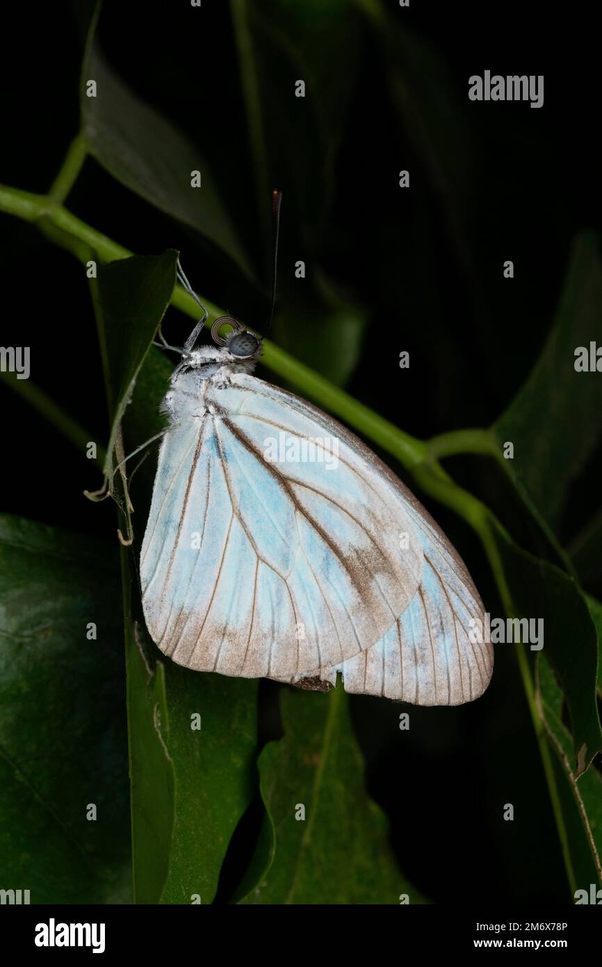 Indian wanderer butterfly, Pareronia hippia, Satara, Maharashtra, India ...