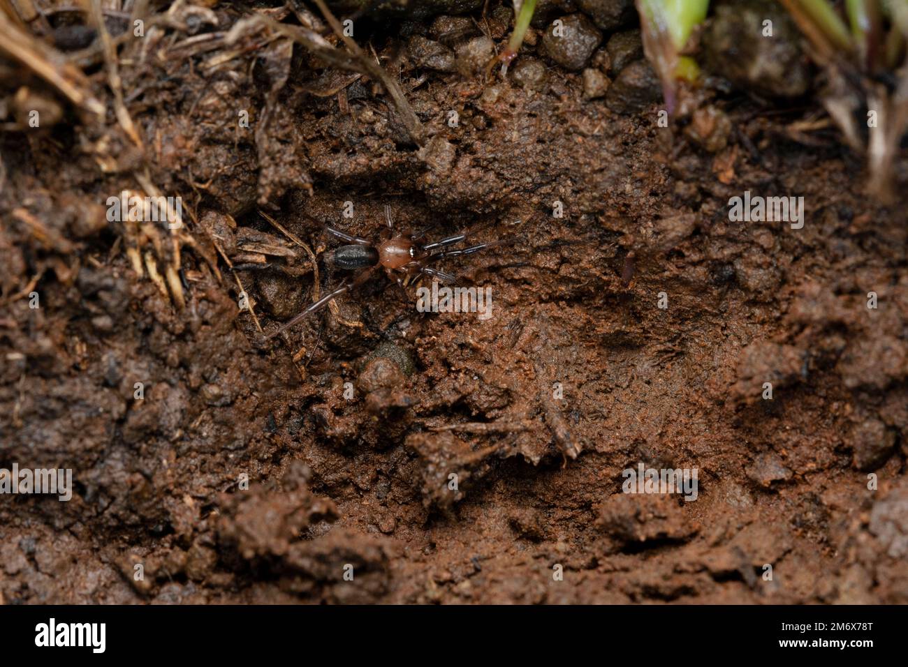 Ground spider, Scotophaeus blackwalli, Satara, Maharashtra, India Stock ...