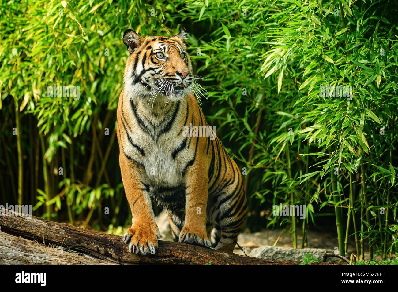 Sumatran Tiger, panthera tigris sumatrae, in ZOO Wroclaw, Poland Stock ...