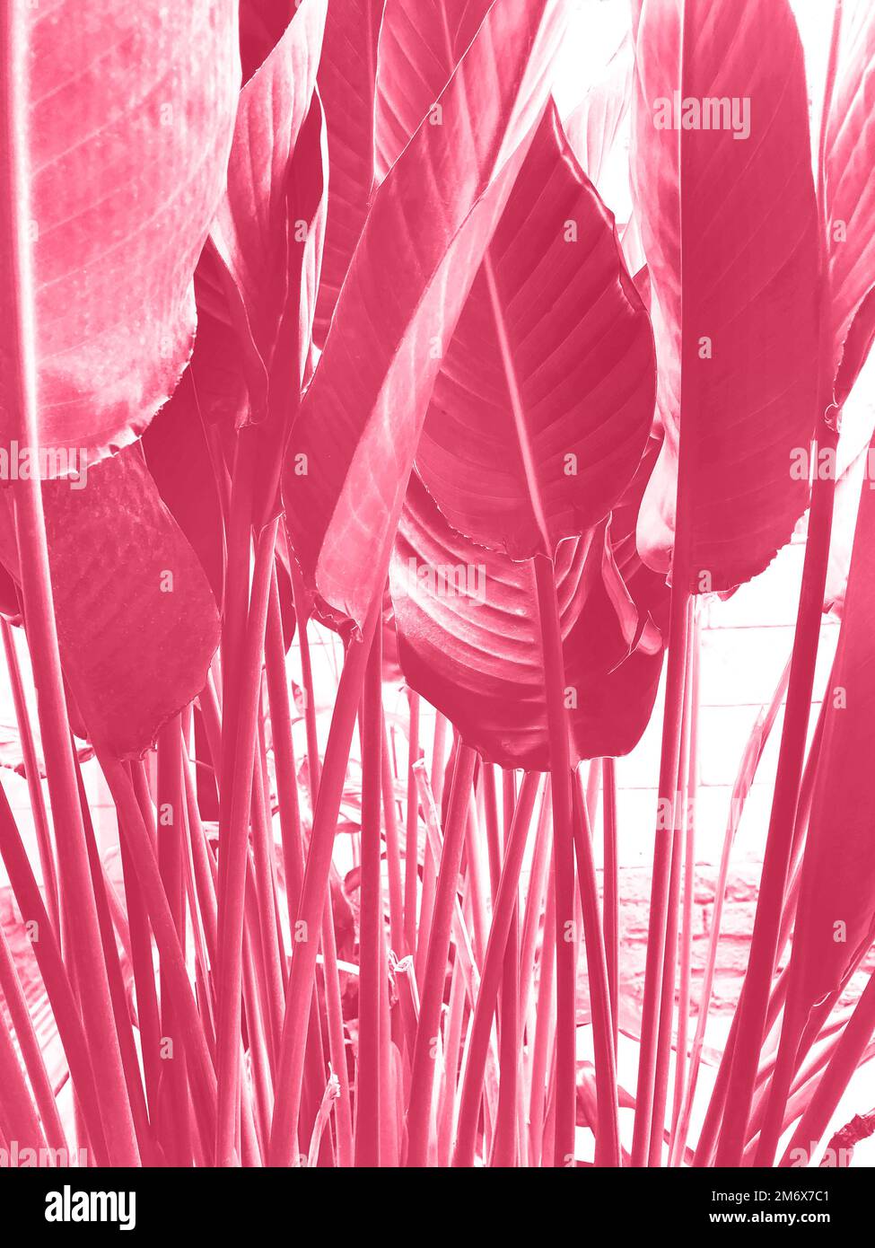 Spring floral background with growing Anthurium leaves shaded in bright ...