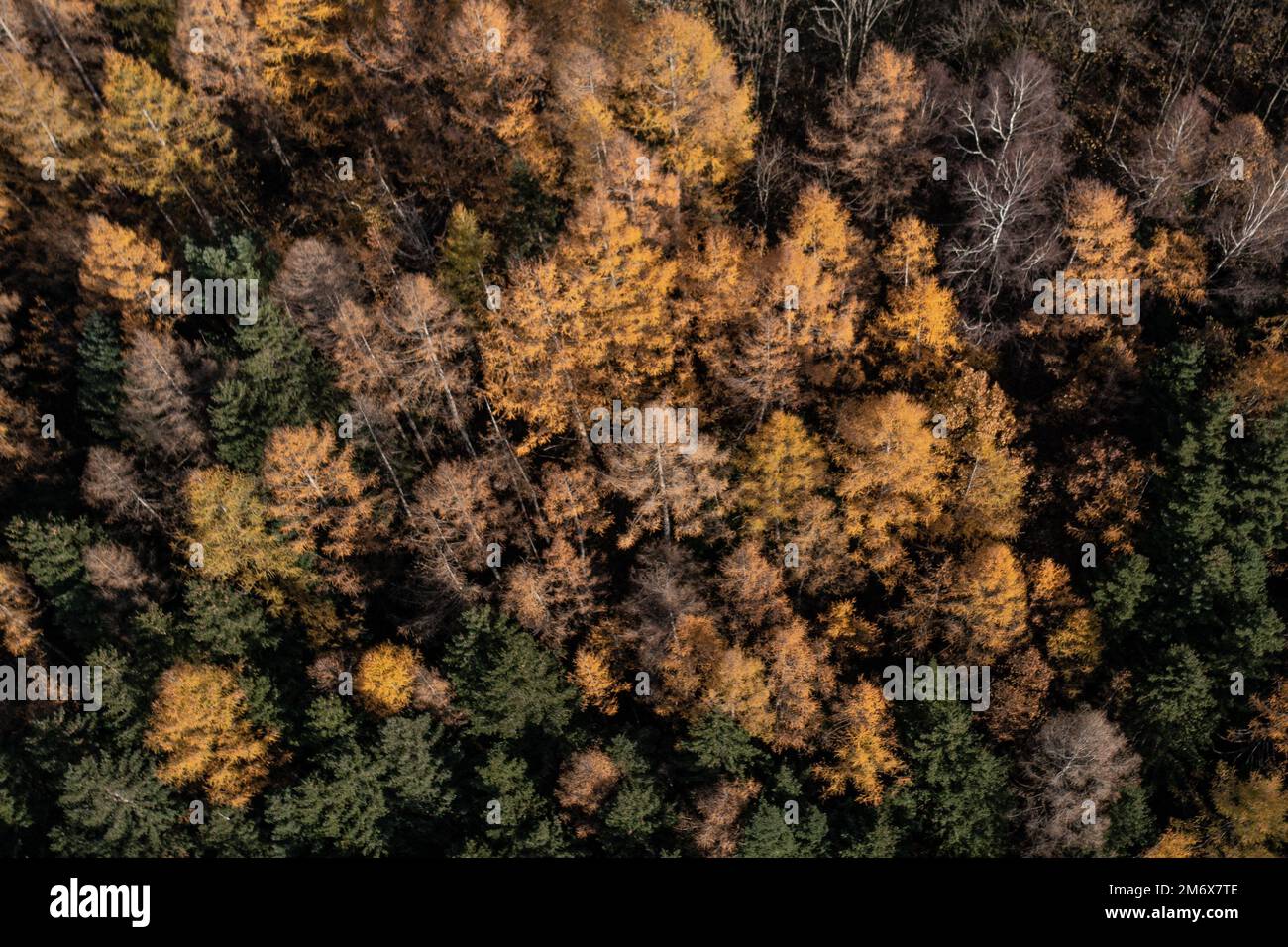 An aerial view of the texture of the trees in the beautiful autumn ...