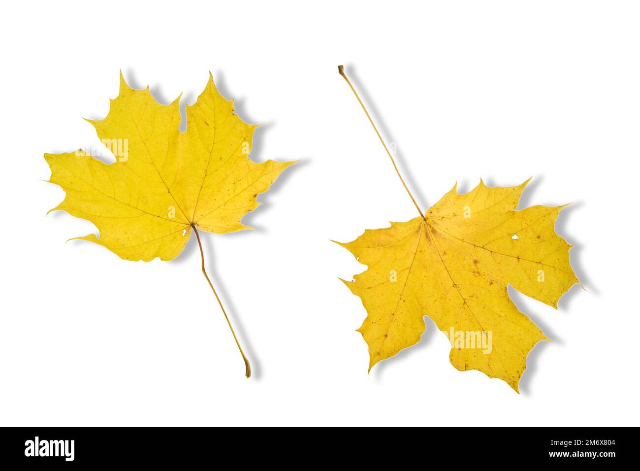 autumn leaves isolated Stock Photo - Alamy