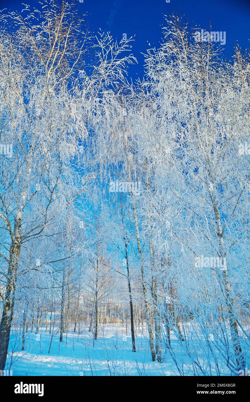 Birch trees in winter hi-res stock photography and images - Alamy