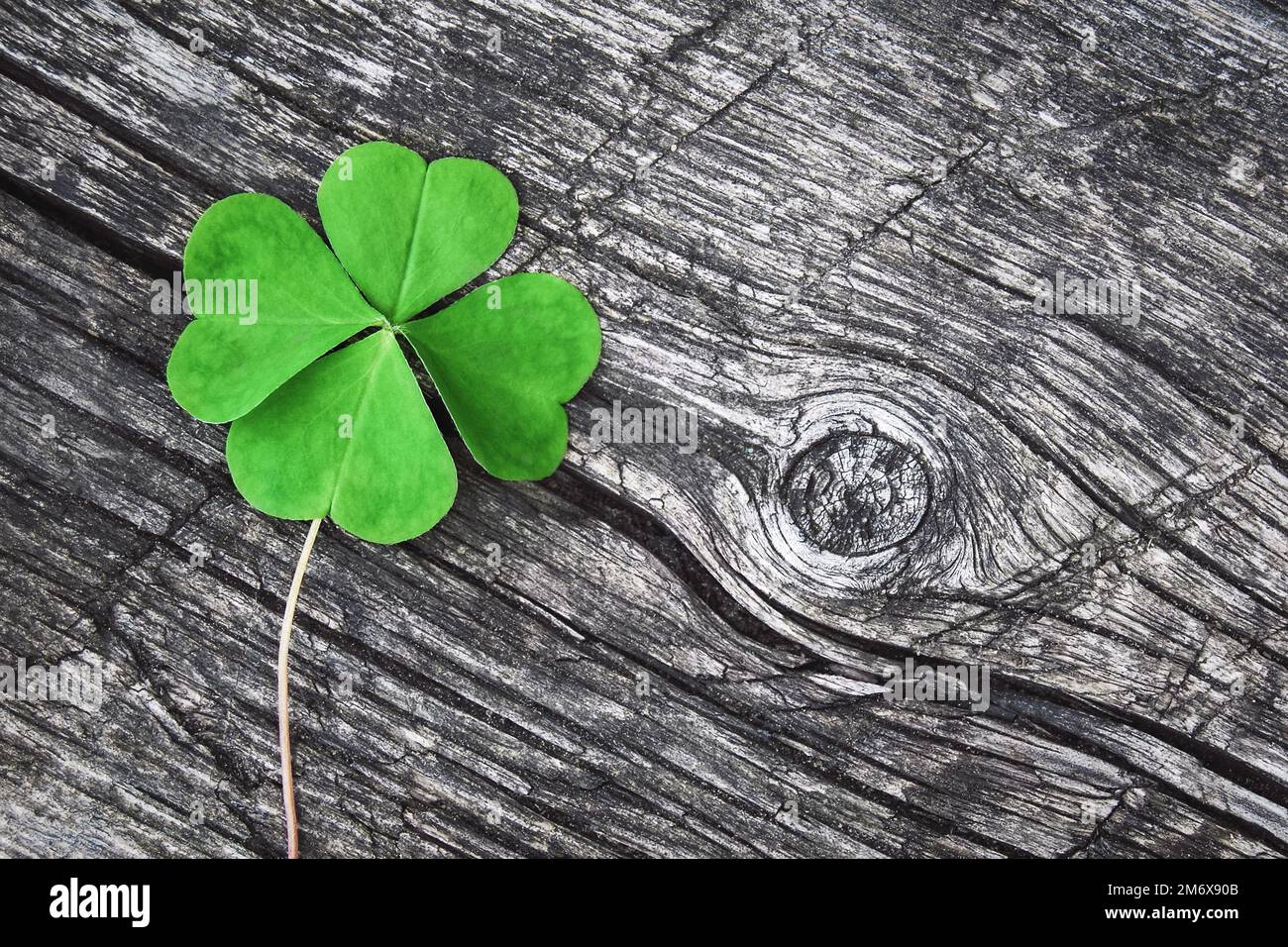 Four-leaf clover on old wood background with copy space Stock Photo - Alamy