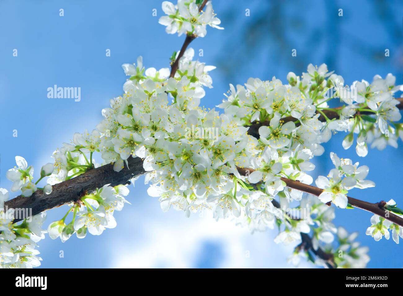 Plam fruit hi-res stock photography and images - Alamy