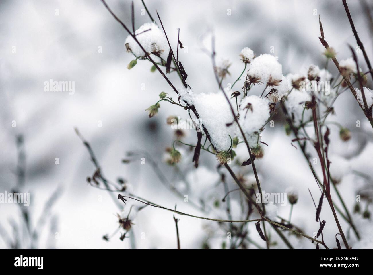 Snowfall winter snowy field hi-res stock photography and images - Alamy