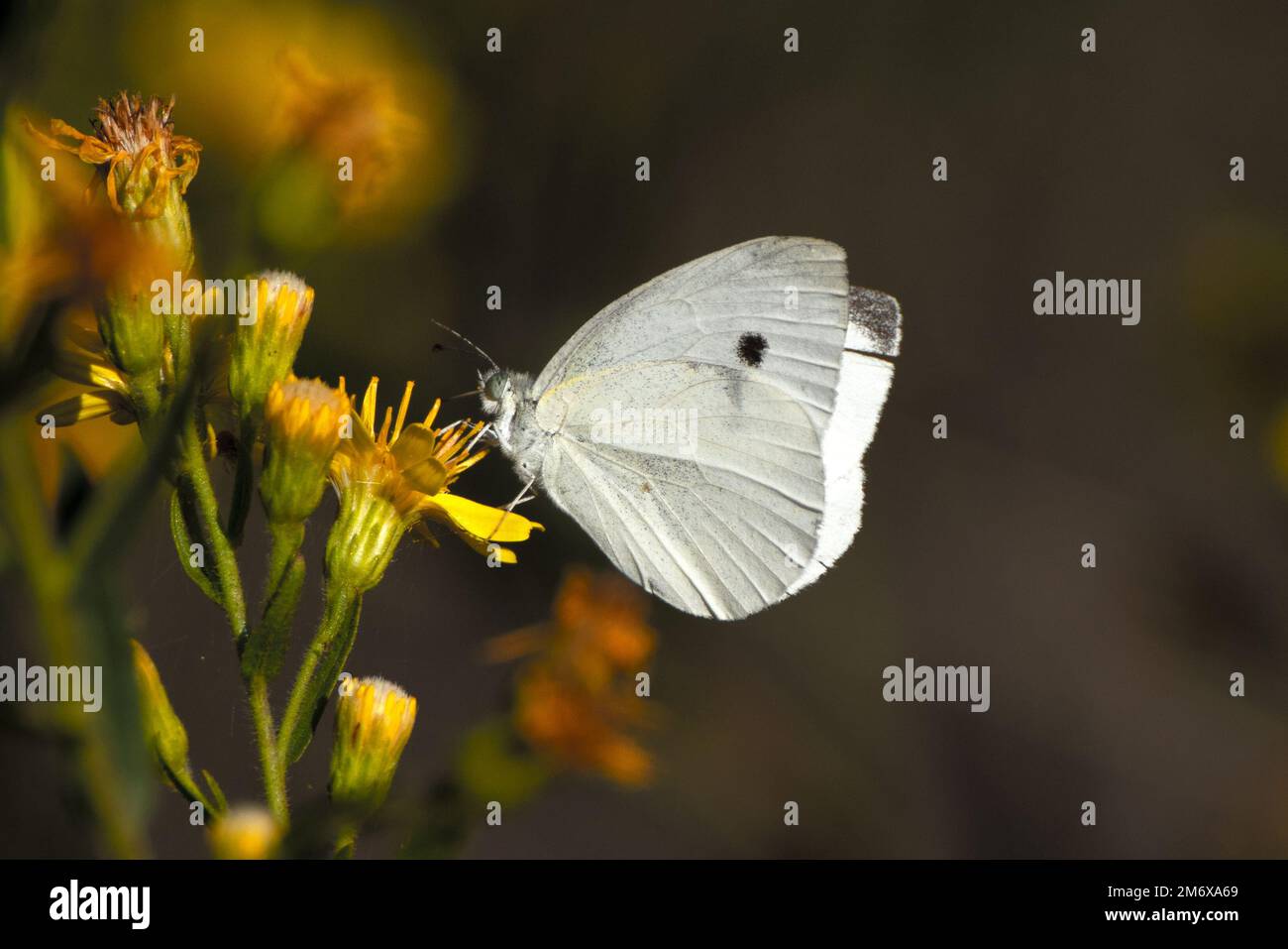 Little cabbage white butterfly hi-res stock photography and images - Alamy