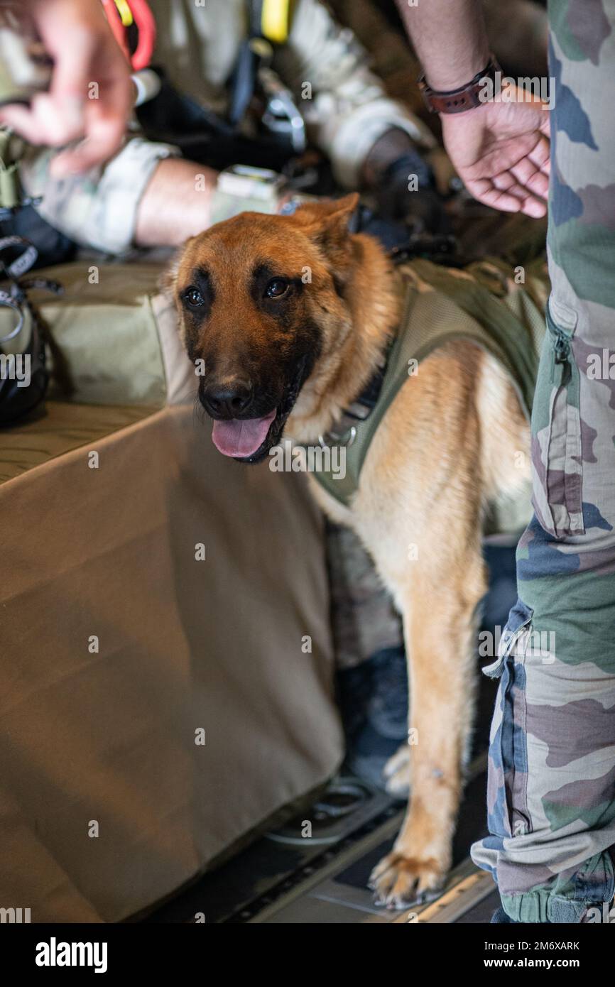 A military working dog with the Armée de l'Air et de l’Espace (French ...