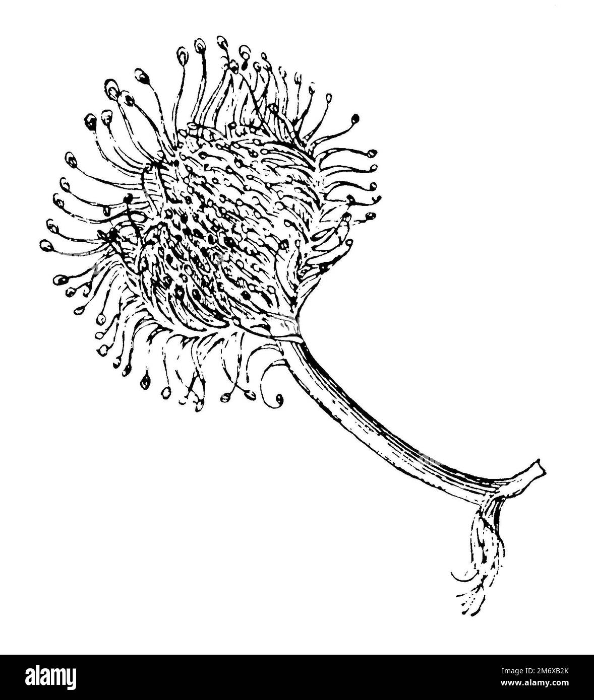 round-leaved sundew or common sundew, Drosera rotundifolia ...