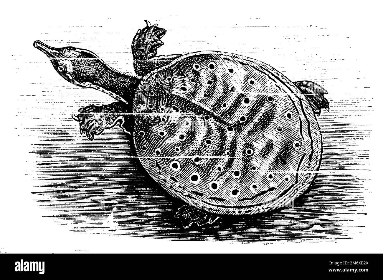 Florida softshell turtle, Apalone ferox, (encyclopedia, 1891), Florida ...