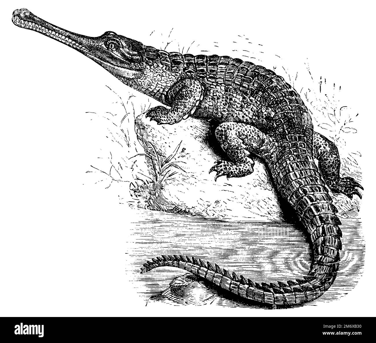 Gavial, Gavialis gangeticus, (encyclopedia, 1891), Gangesgavial, Gavial ...