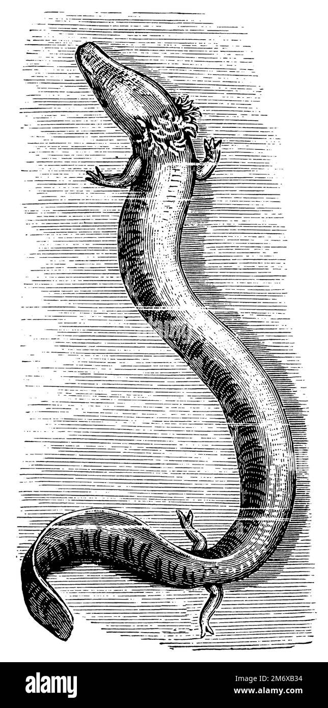 Grottenolm; Menschenfisch, Proteus anguinus, (encyclopedia, 1891 ...