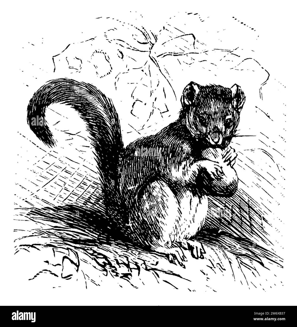 Hazel dormouse, Muscardinus avellanarius, (encyclopedia, 1891 ...