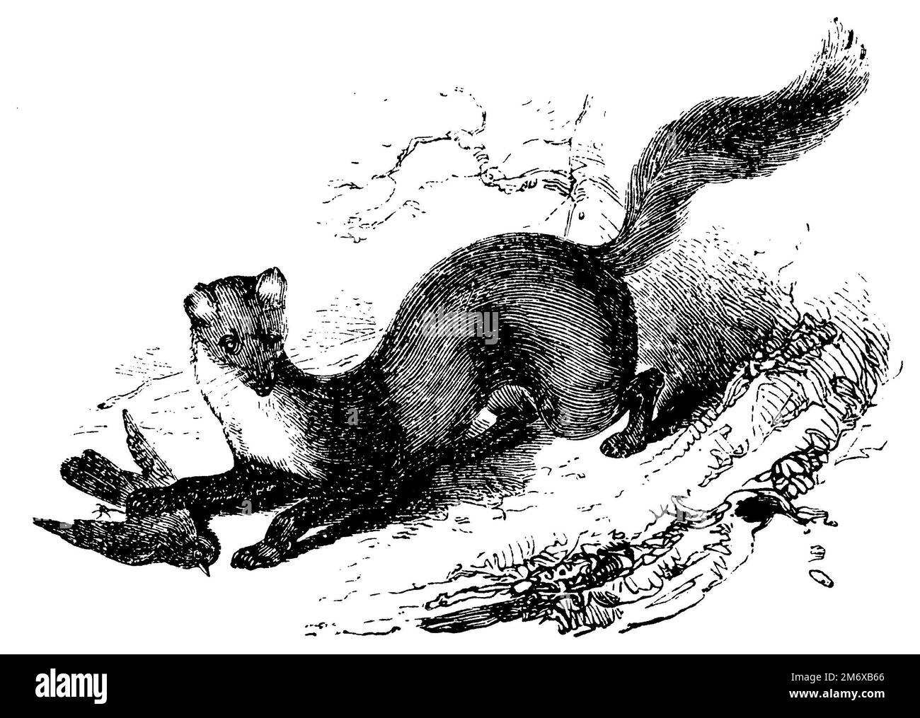 Beech Marten, Martes foina, (biology book, 1888), Steinmarder, fouine ...