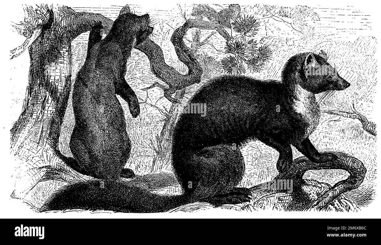 Martre des pins Black and White Stock Photos & Images - Alamy