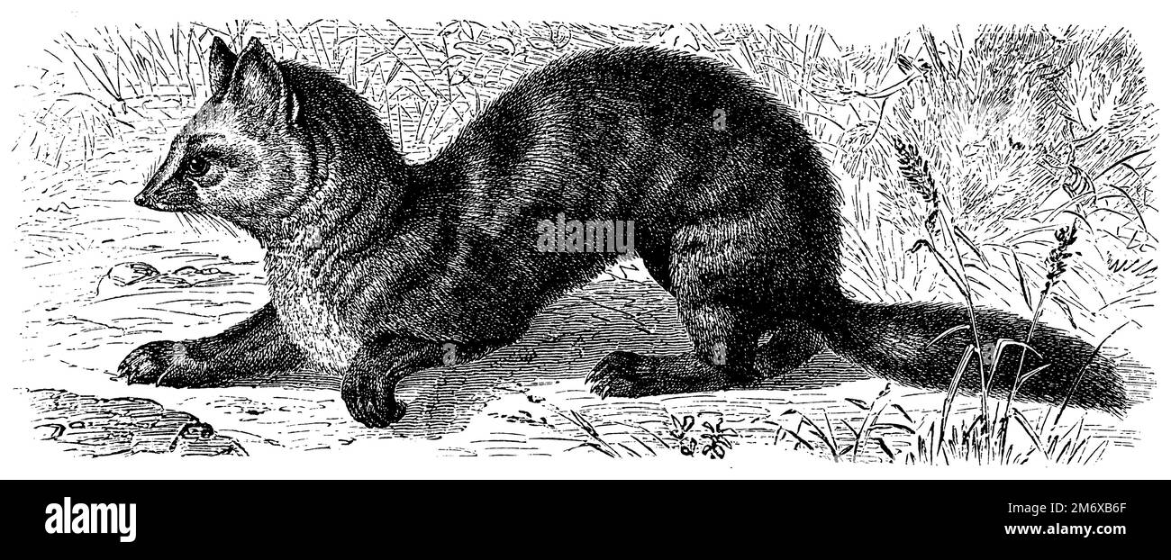 Martes zibellina hi-res stock photography and images - Alamy