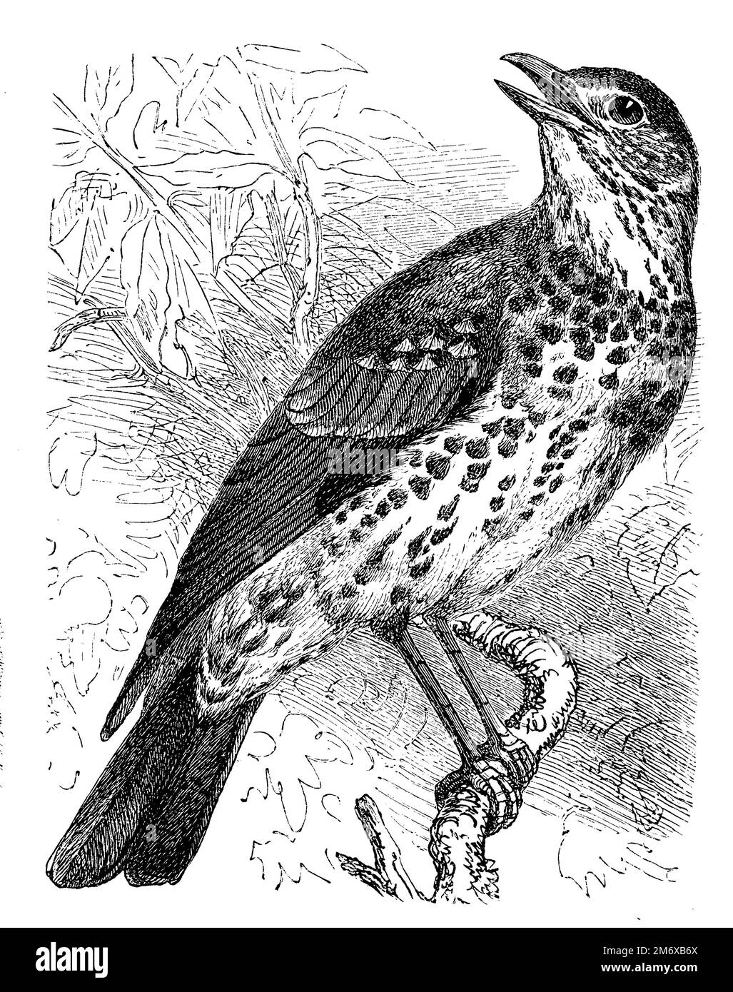 Philomelos Black and White Stock Photos & Images - Alamy
