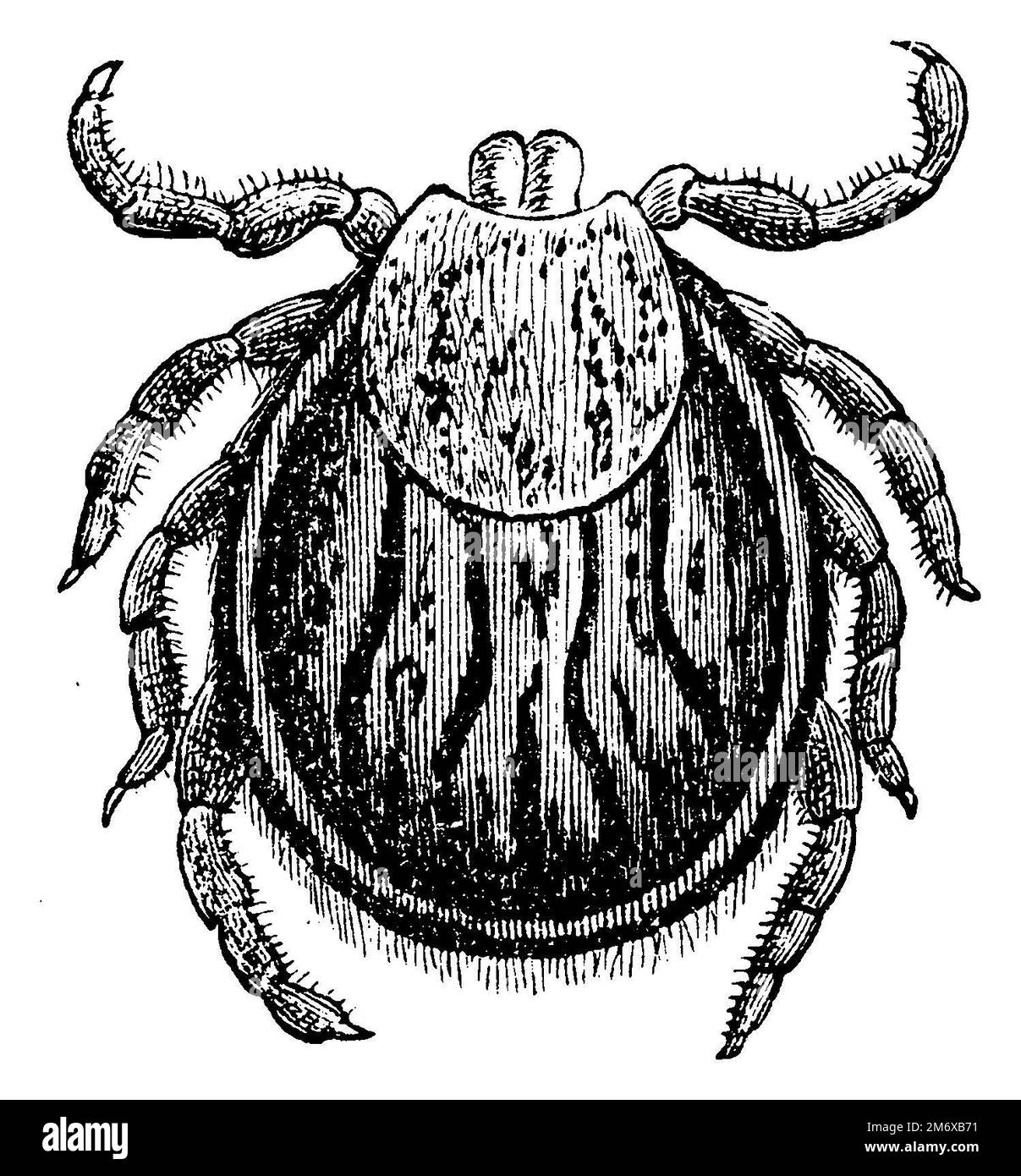 Ixodes ricinus, Ixodes ricinus, (encyclopedia, 1889), Gemeiner Holzbock ...