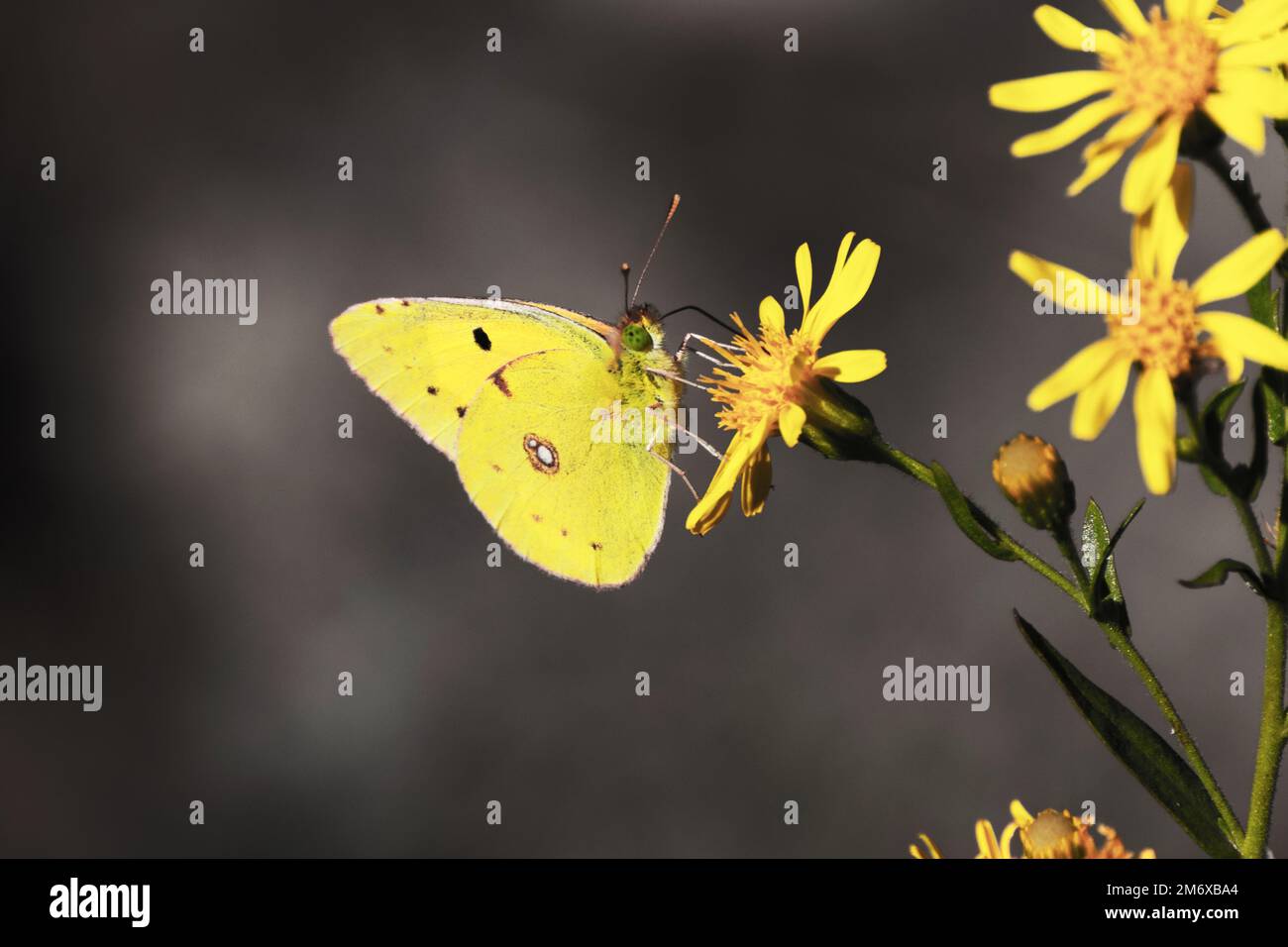 Clouded orange butterfly hi-res stock photography and images - Alamy