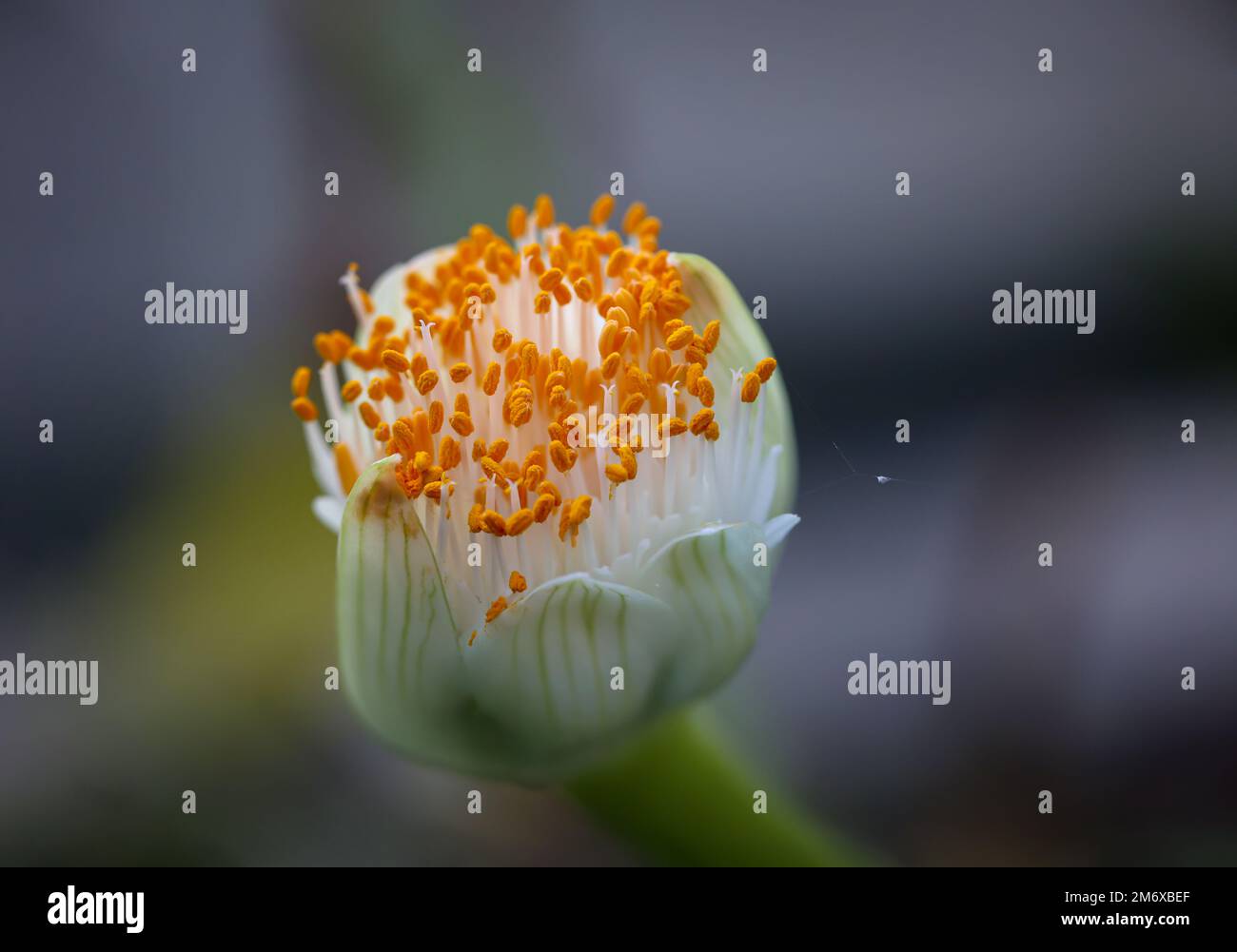 The flower of the elephant ear, Alocasia odora. close-up of an exotic ...