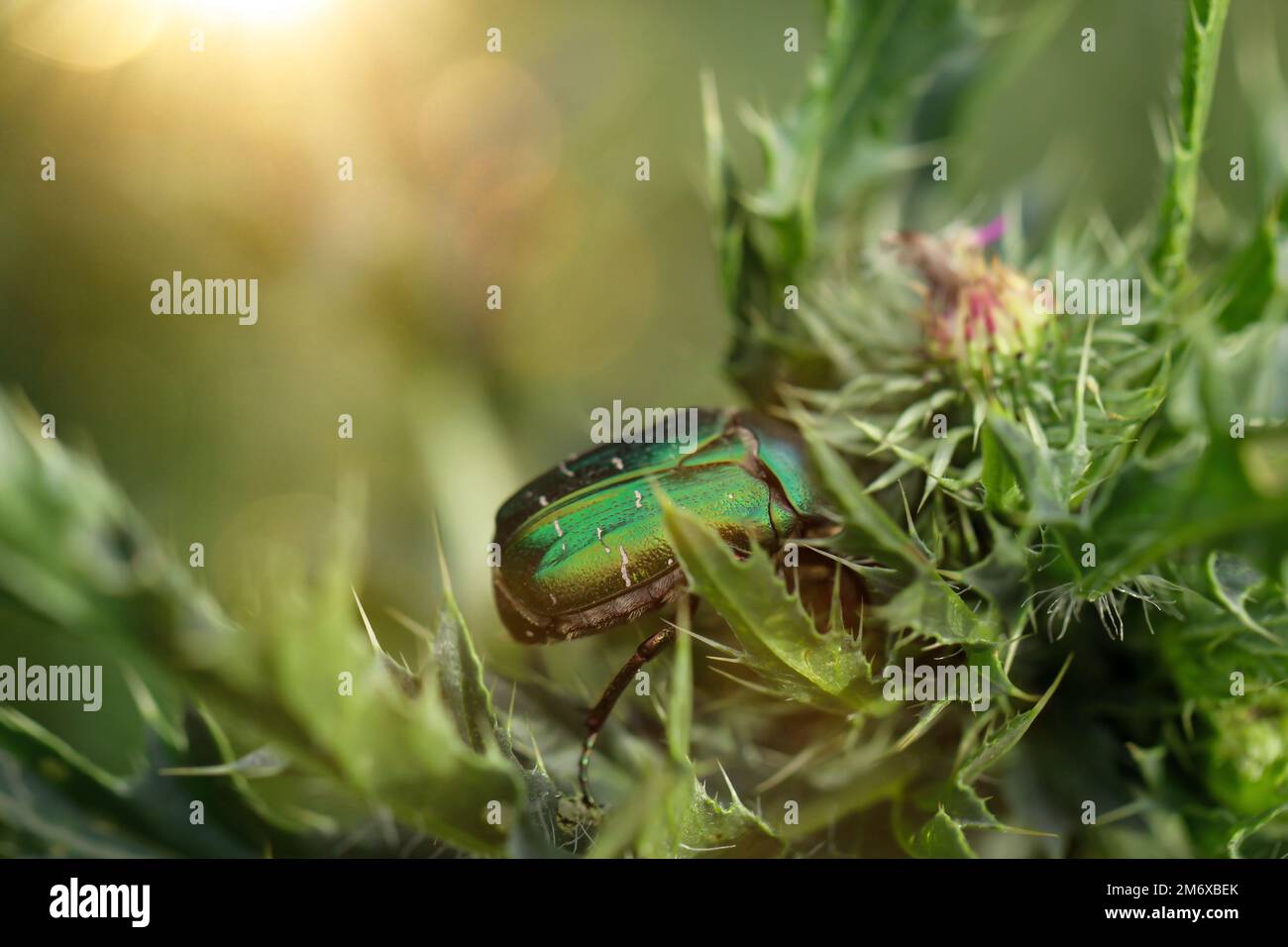 A rosebug on a milk thistle. Close up of a green rose beetle Stock ...