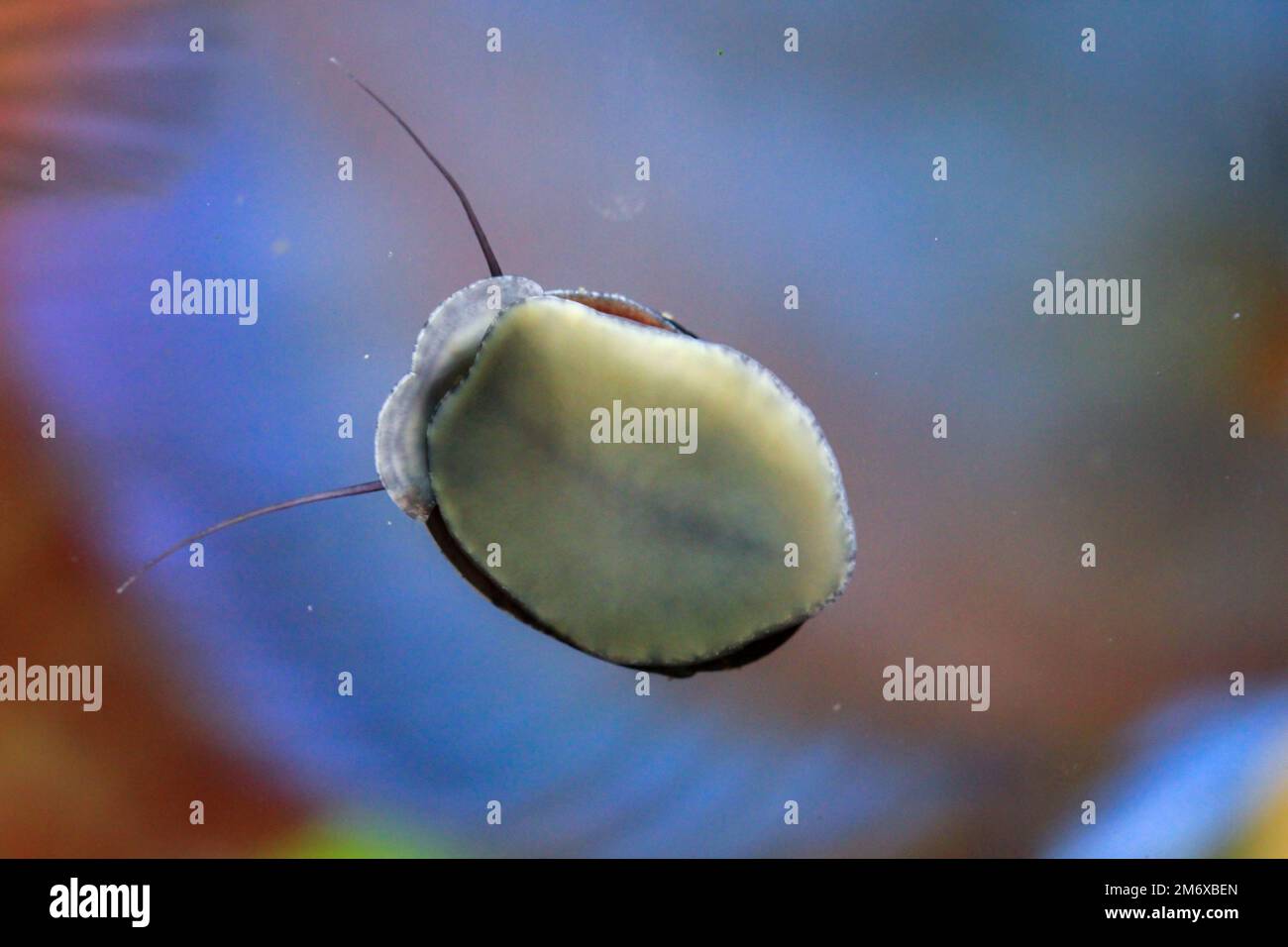A steel helmet snail, also black algae snail on the glass of an ...