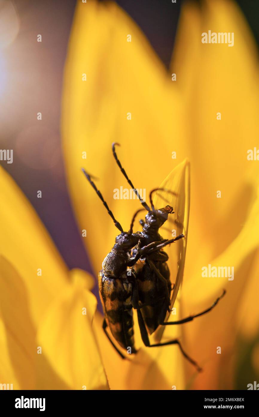 Sunflower Black Fly