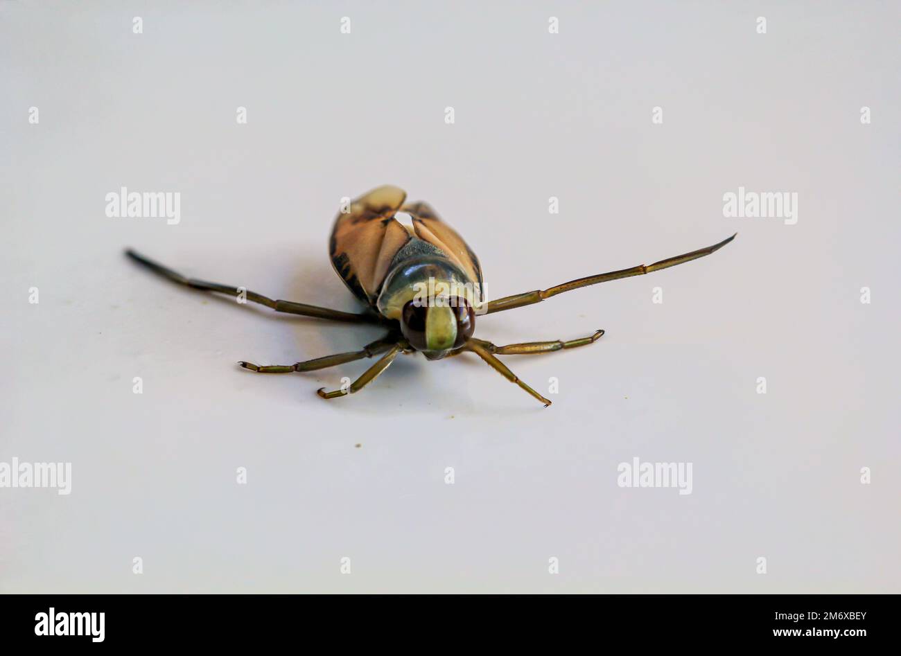 Close-up of a common backswimmer, a water bug, Notonecta glauca Stock ...